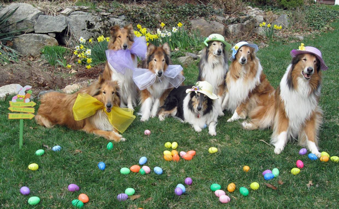 Copy Easter « Collie Rescue of the Carolinas