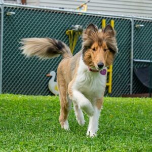 Adoptable Collies « Collie Rescue of the Carolinas