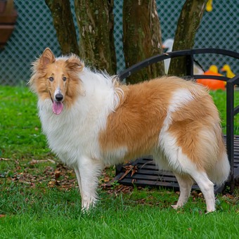 Adoptable Collies « Collie Rescue of the Carolinas