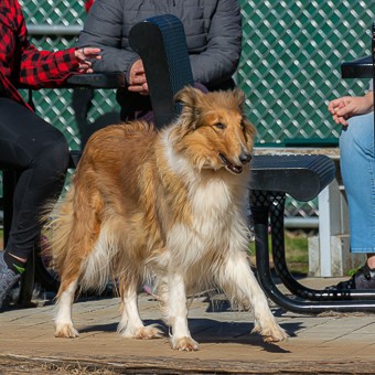 Adoptable Collies « Collie Rescue of the Carolinas