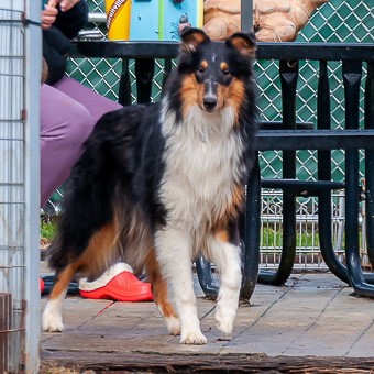 Adoptable Collies « Collie Rescue of the Carolinas