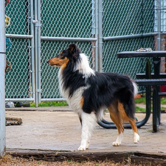Adoptable Collies « Collie Rescue of the Carolinas