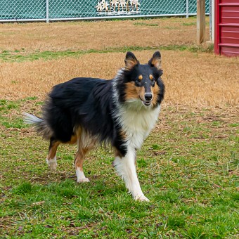 Adoptable Collies « Collie Rescue of the Carolinas