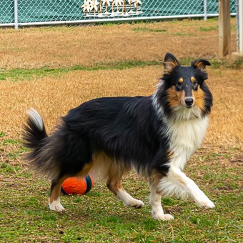 Adoptable Collies « Collie Rescue of the Carolinas