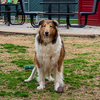 Adoptable Collies « Collie Rescue of the Carolinas