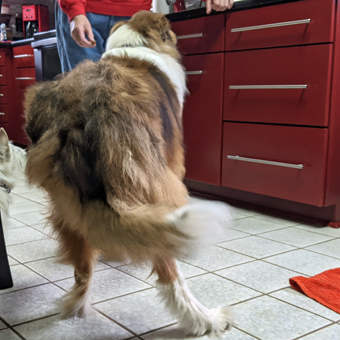 Adoptable Collies « Collie Rescue of the Carolinas