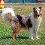 Adoptable Collies « Collie Rescue of the Carolinas