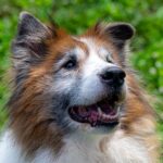 Adoptable Collies « Collie Rescue of the Carolinas