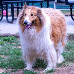 Adoptable Collies « Collie Rescue of the Carolinas