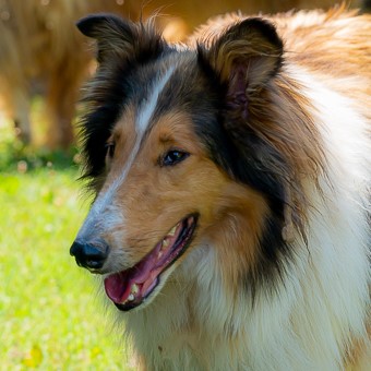 Adoptable Collies « Collie Rescue of the Carolinas
