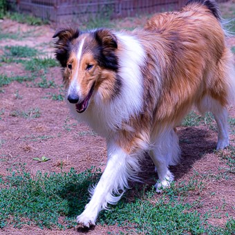 Adoptable Collies « Collie Rescue of the Carolinas