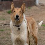Adoptable Collies « Collie Rescue of the Carolinas