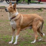 Adoptable Collies « Collie Rescue of the Carolinas