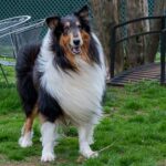 Adoptable Collies « Collie Rescue of the Carolinas