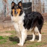 Adoptable Collies « Collie Rescue of the Carolinas