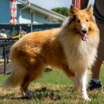 Adoptable Collies « Collie Rescue of the Carolinas