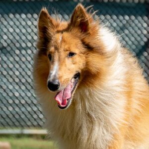 Adoptable Collies « Collie Rescue of the Carolinas