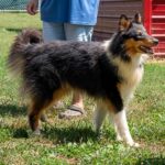 Adoptable Collies « Collie Rescue of the Carolinas