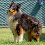 Adoptable Collies « Collie Rescue of the Carolinas