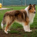 Adoptable Collies « Collie Rescue of the Carolinas