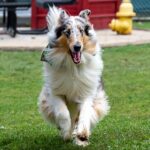Adoptable Collies « Collie Rescue of the Carolinas
