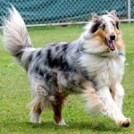 Adoptable Collies « Collie Rescue of the Carolinas