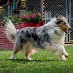 Adoptable Collies « Collie Rescue of the Carolinas