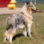 Adoptable Collies « Collie Rescue of the Carolinas