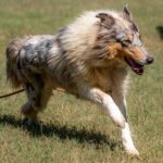 Adoptable Collies « Collie Rescue of the Carolinas