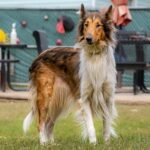 Adoptable Collies « Collie Rescue of the Carolinas