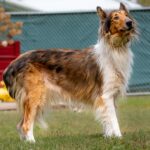 Adoptable Collies « Collie Rescue of the Carolinas