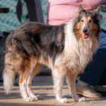 Adoptable Collies « Collie Rescue of the Carolinas