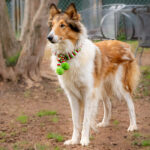 Adoptable Collies « Collie Rescue of the Carolinas