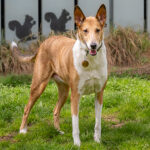 Adoptable Collies « Collie Rescue of the Carolinas
