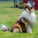 Adoptable Collies « Collie Rescue of the Carolinas