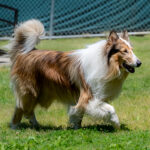 Adoptable Collies « Collie Rescue of the Carolinas