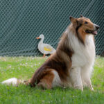 Adoptable Collies « Collie Rescue of the Carolinas