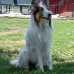 Adoptable Collies « Collie Rescue of the Carolinas