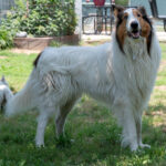 Adoptable Collies « Collie Rescue of the Carolinas