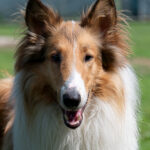 Adoptable Collies « Collie Rescue of the Carolinas