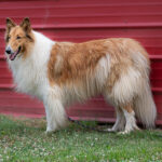 Adoptable Collies « Collie Rescue of the Carolinas