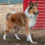 Adoptable Collies « Collie Rescue of the Carolinas