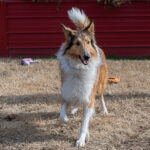 Adoptable Collies « Collie Rescue of the Carolinas