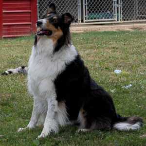 Adoptable Collies « Collie Rescue of the Carolinas
