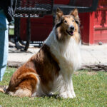 Adoptable Collies « Collie Rescue of the Carolinas