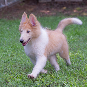 Adoptable Collies « Collie Rescue of the Carolinas