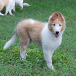 Adoptable Collies « Collie Rescue of the Carolinas