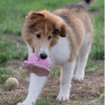 Adoptable Collies « Collie Rescue of the Carolinas