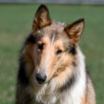 Adoptable Collies « Collie Rescue of the Carolinas