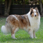 Adoptable Collies « Collie Rescue of the Carolinas